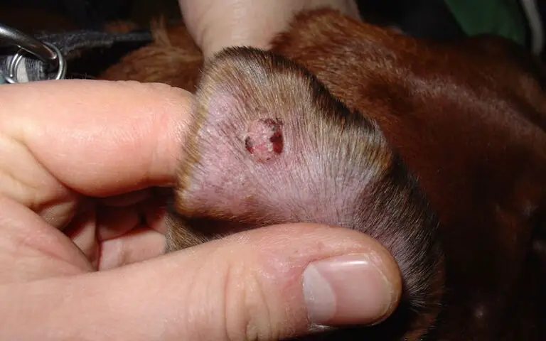 Histiocytoma In Dogs Diagnosis And Usual Treatment histiocytoma-in-dogs-diagnosis-and-usual-treatment