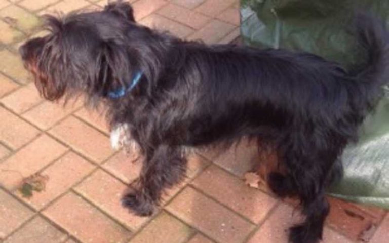 Patterdale Schnauzer Cross - Patterdale Terrier Schnauzer cross Dogs