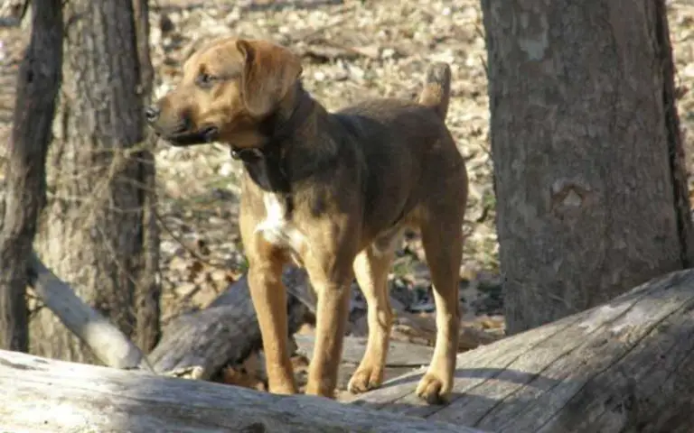 Patterdale Terrier Cross Dogs - The most Popular Patterdale Cross Breeds